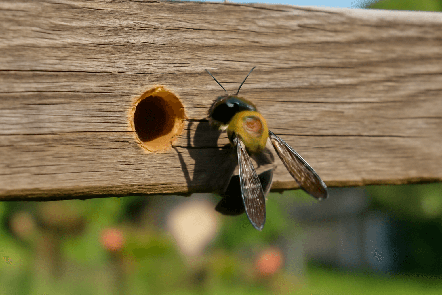 Carpenter Bees Explained: Do They Sting and Should You Be Concerned ...