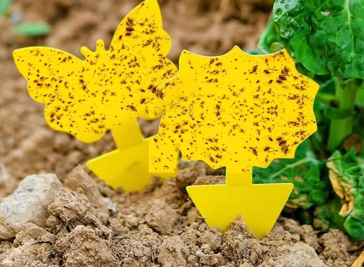 Top 6 Best Fly Traps in 2025: Effective Flying Pest Trap Buying Guide ...