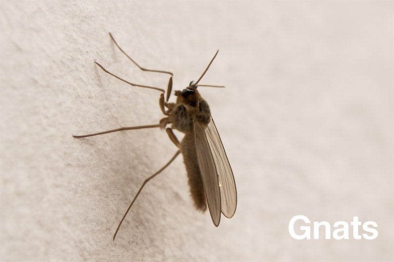 About the Gnats: Types and Their Impact In Your Home – wowcatch2025