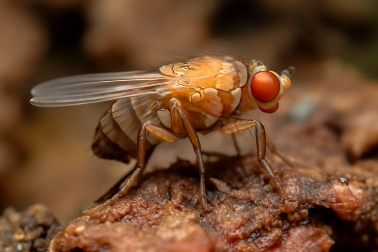 The 12 Most Common Types of Flies In North America – wowcatch2025