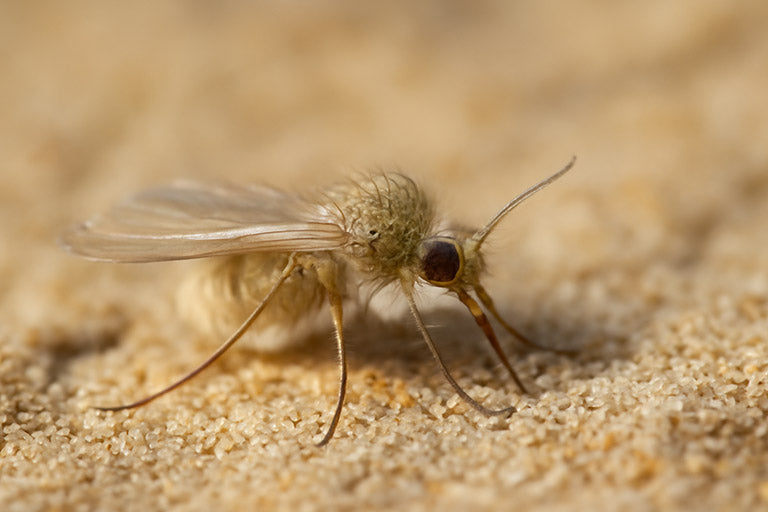 UV Light Flying Insect Traps: An Effective Method For Insect Control ...