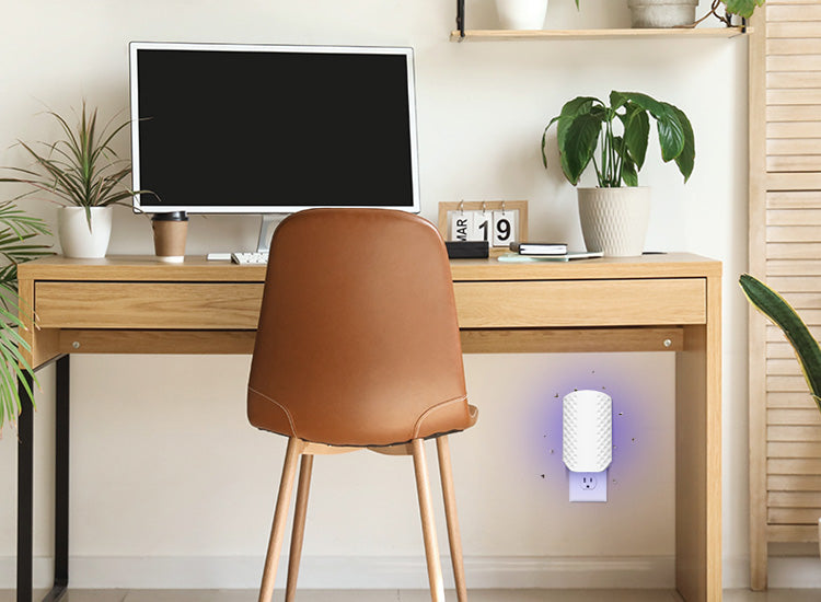 How to Choose the Best Indoor Fly Trap for Your House? – wowcatch2025
