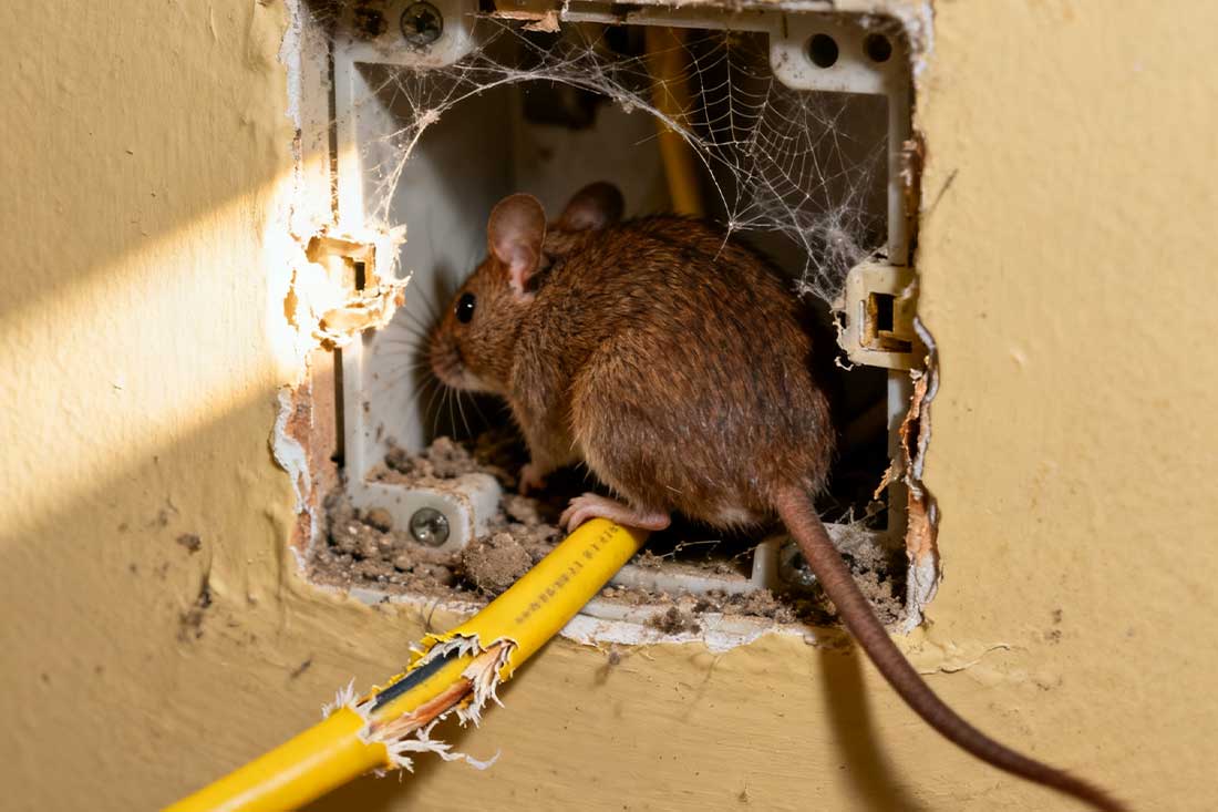 Tips for Keeping Rats and Mice Away from Electrical Wires – wowcatch2025